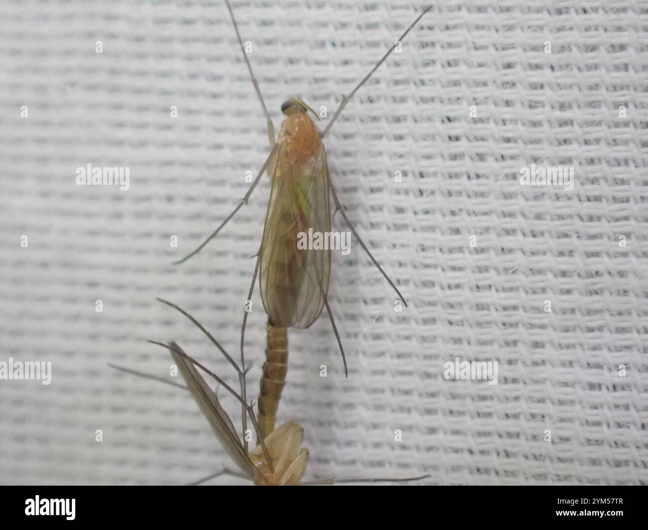 Predatory Fungus Gnats (Keroplatidae Stock Photo - Alamy