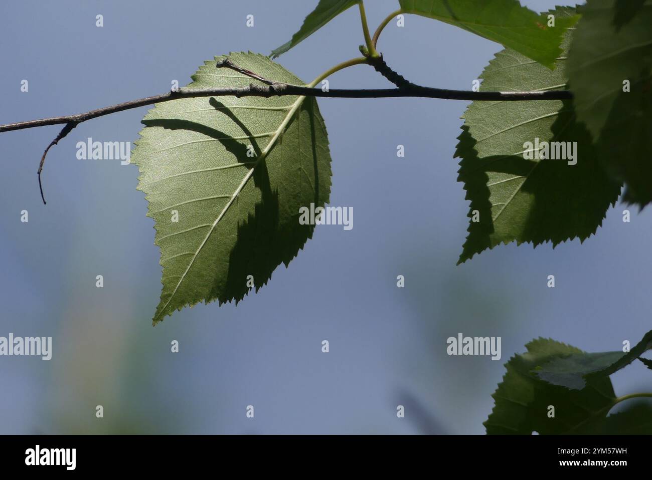 water birch (Betula occidentalis Stock Photo - Alamy