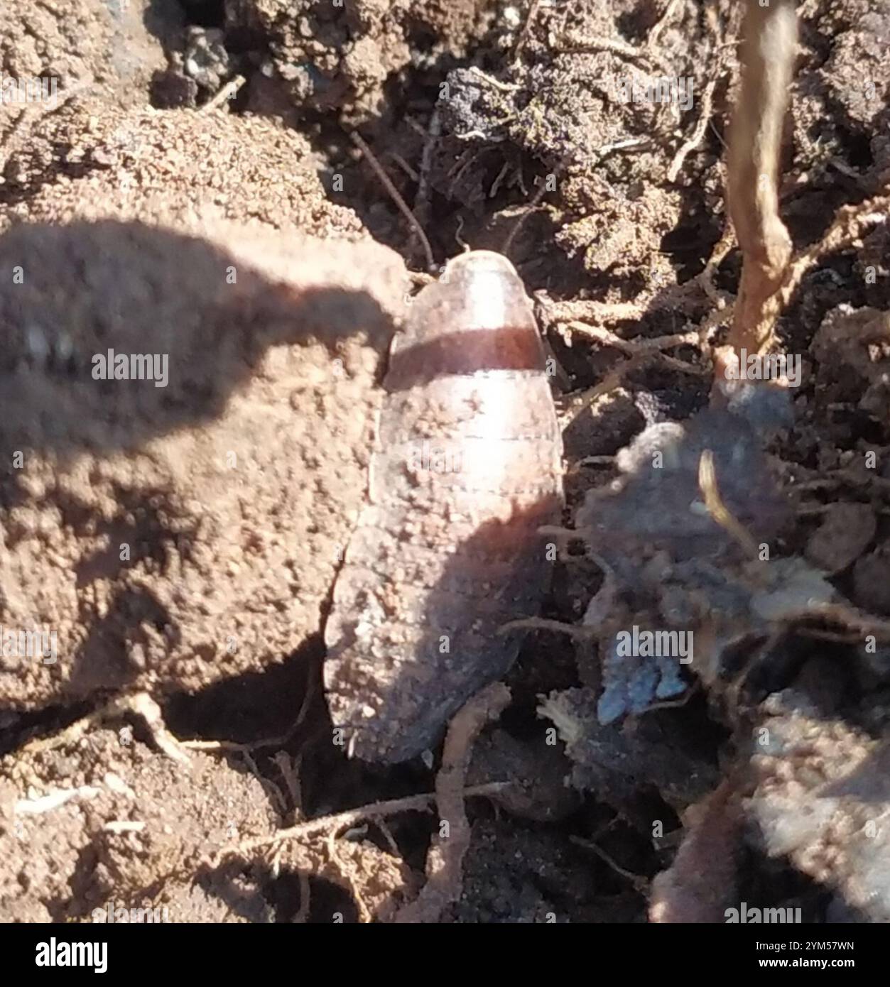 Giant Cockroaches (Blaberidae Stock Photo - Alamy