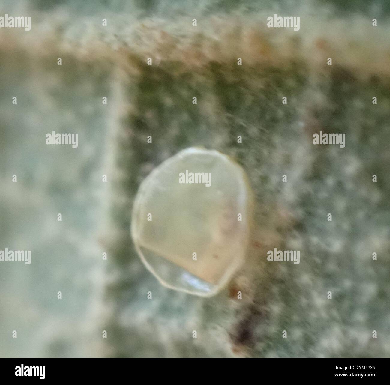 Dusty-winged Lacewings (Coniopterygidae Stock Photo - Alamy