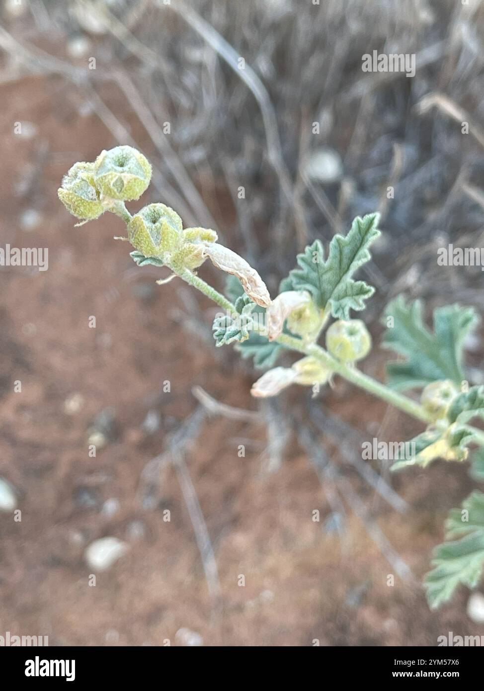Gooseberryleaf Globemallow (Sphaeralcea grossulariifolia Stock Photo ...