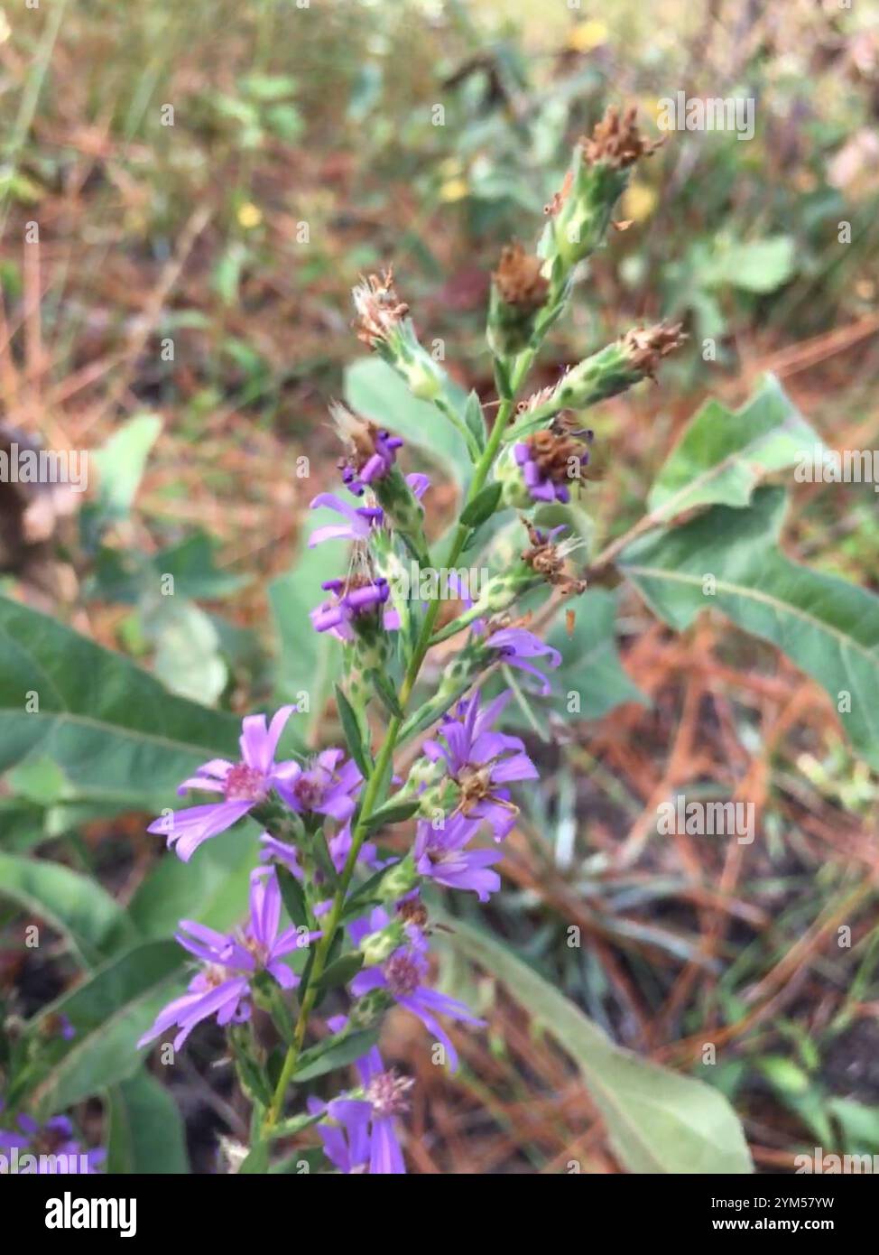 Eastern Silver Aster (Symphyotrichum concolor Stock Photo - Alamy