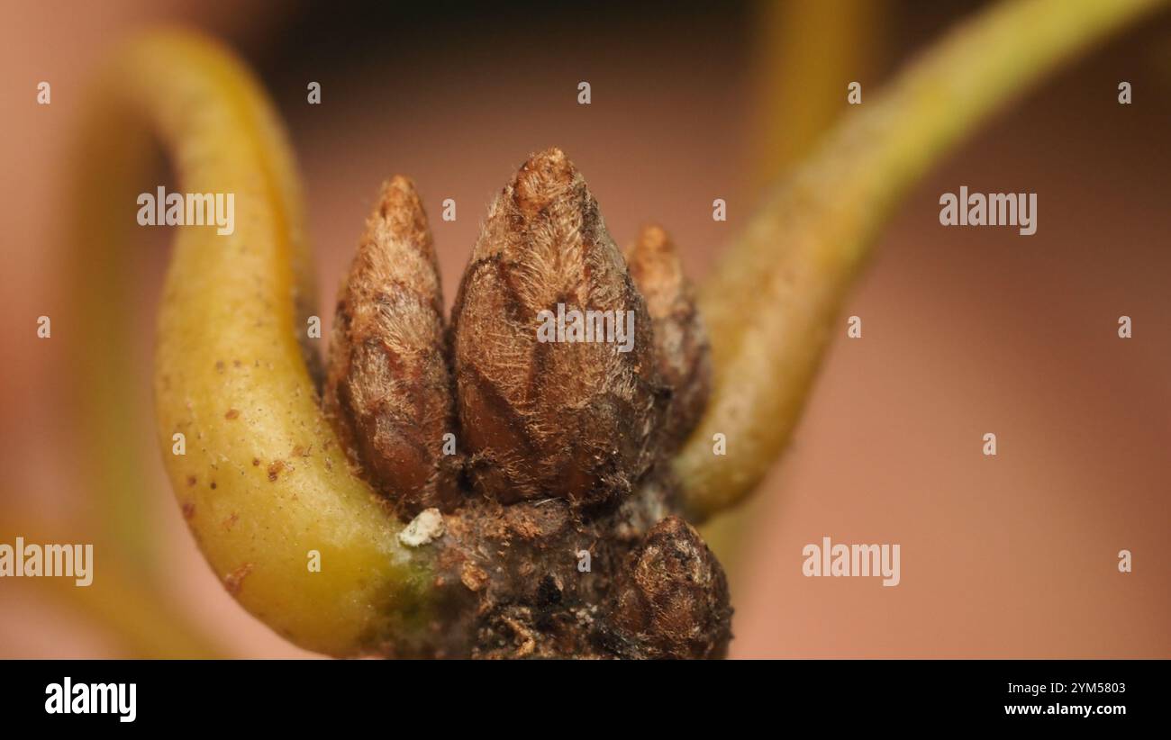black oak (Quercus velutina Stock Photo - Alamy