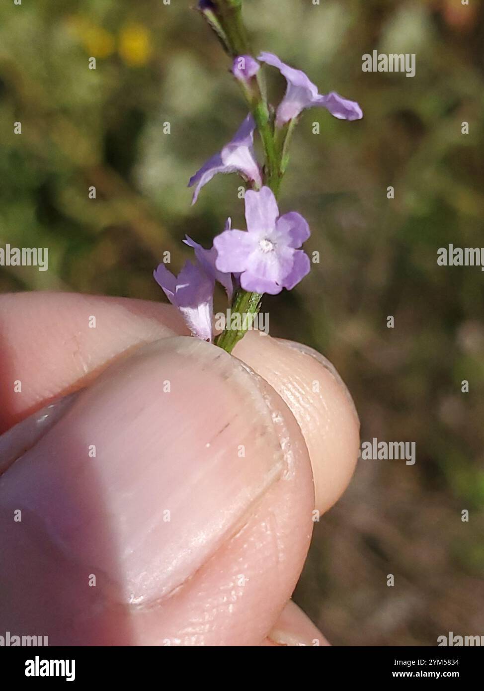 Texas vervain (Verbena halei Stock Photo - Alamy