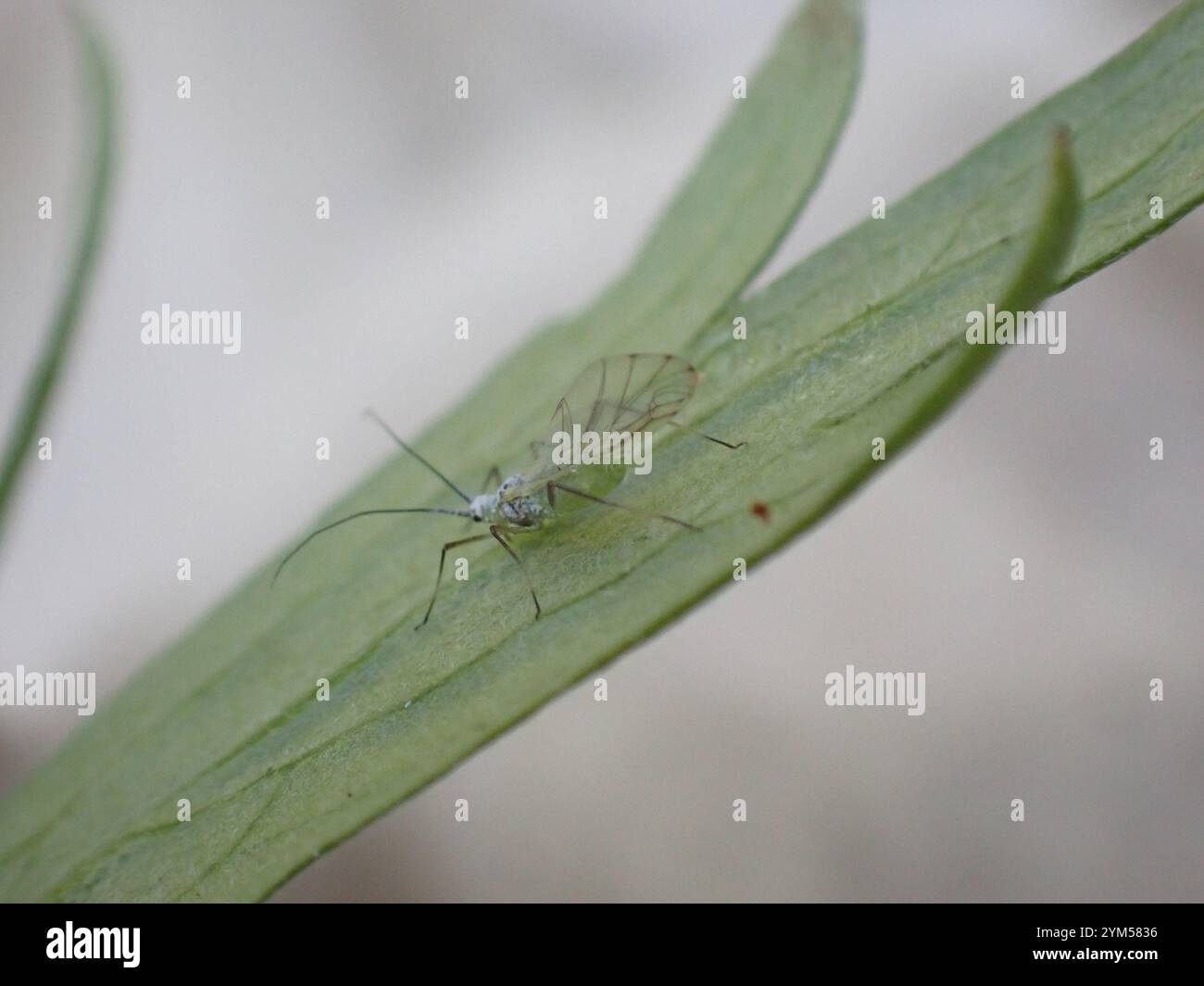 Birch Aphids (Euceraphis Stock Photo - Alamy