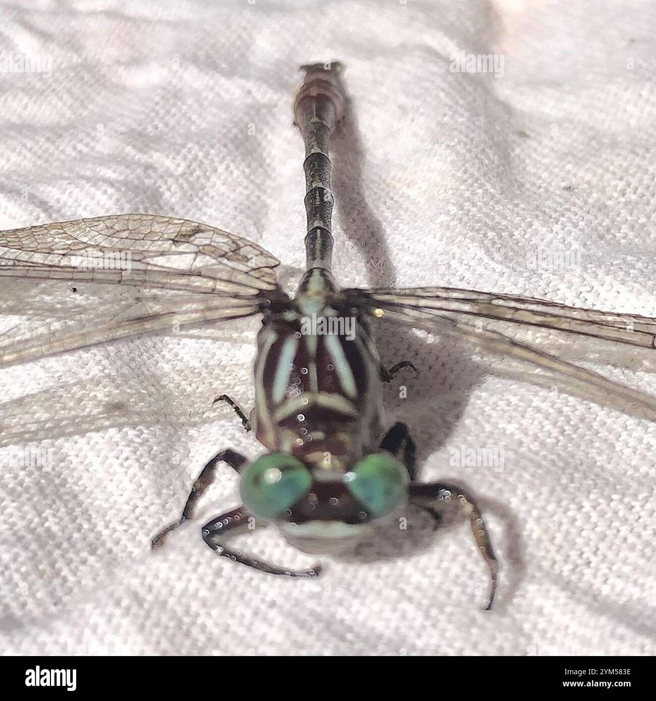 Stylurus plagiatus hi-res stock photography and images - Alamy