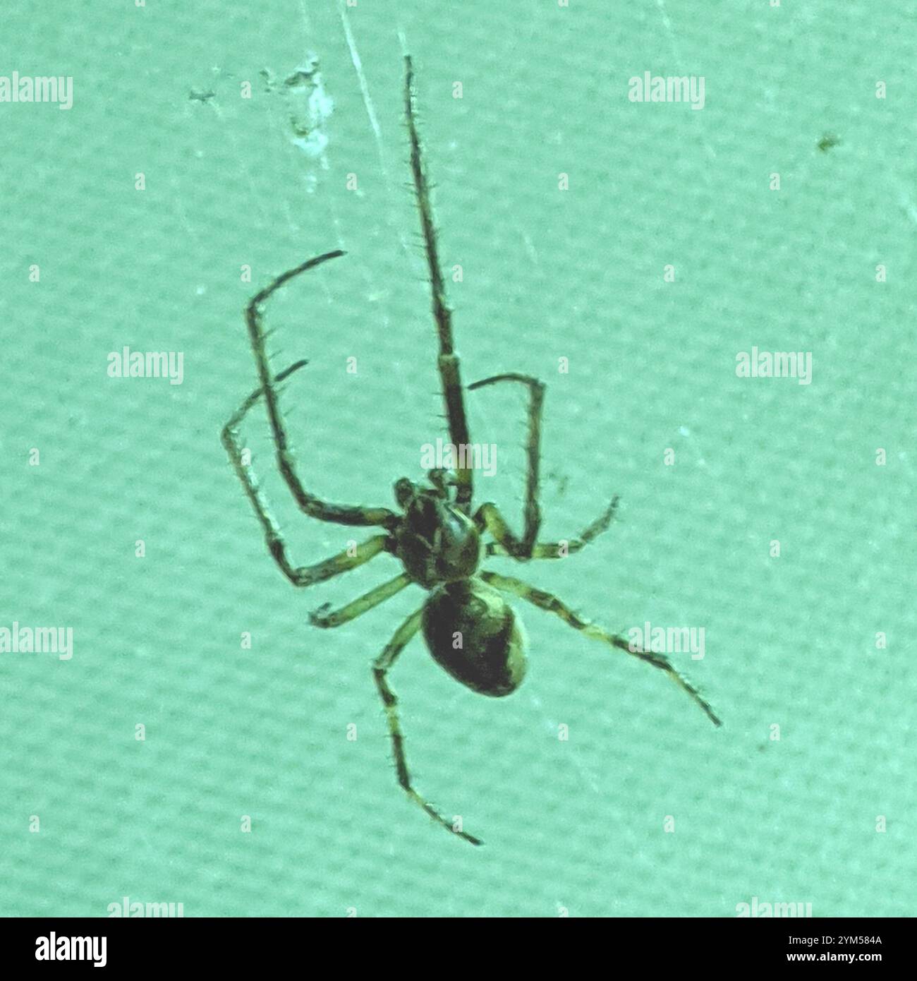 Furrow Spiders (Larinioides Stock Photo - Alamy