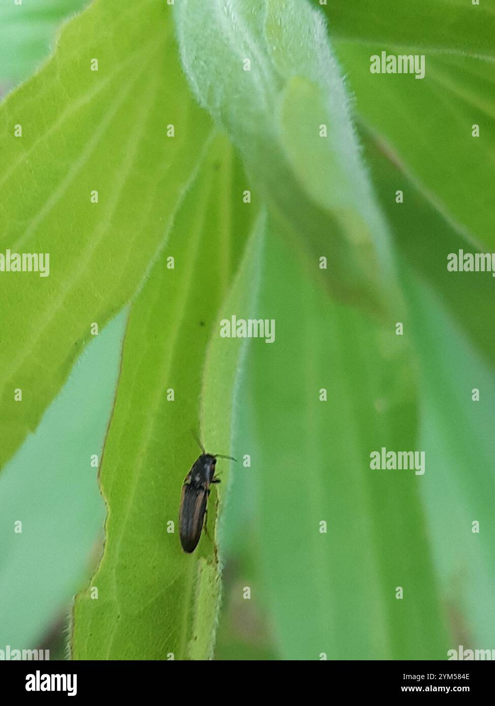 Click Beetles (Elateridae Stock Photo - Alamy