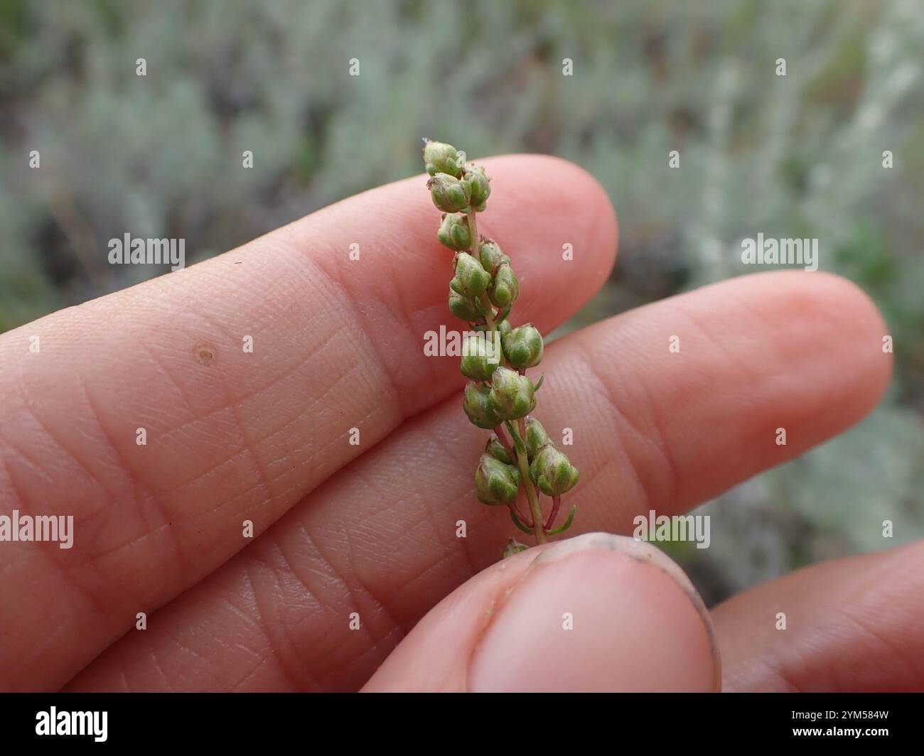 Field Sagewort (Artemisia campestris Stock Photo - Alamy