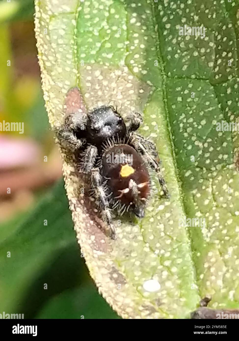 Bold Jumping Spider (Phidippus audax Stock Photo - Alamy