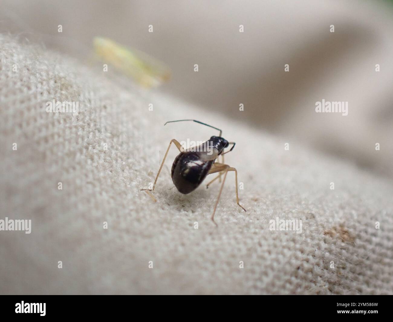 True Bugs (Heteroptera Stock Photo - Alamy