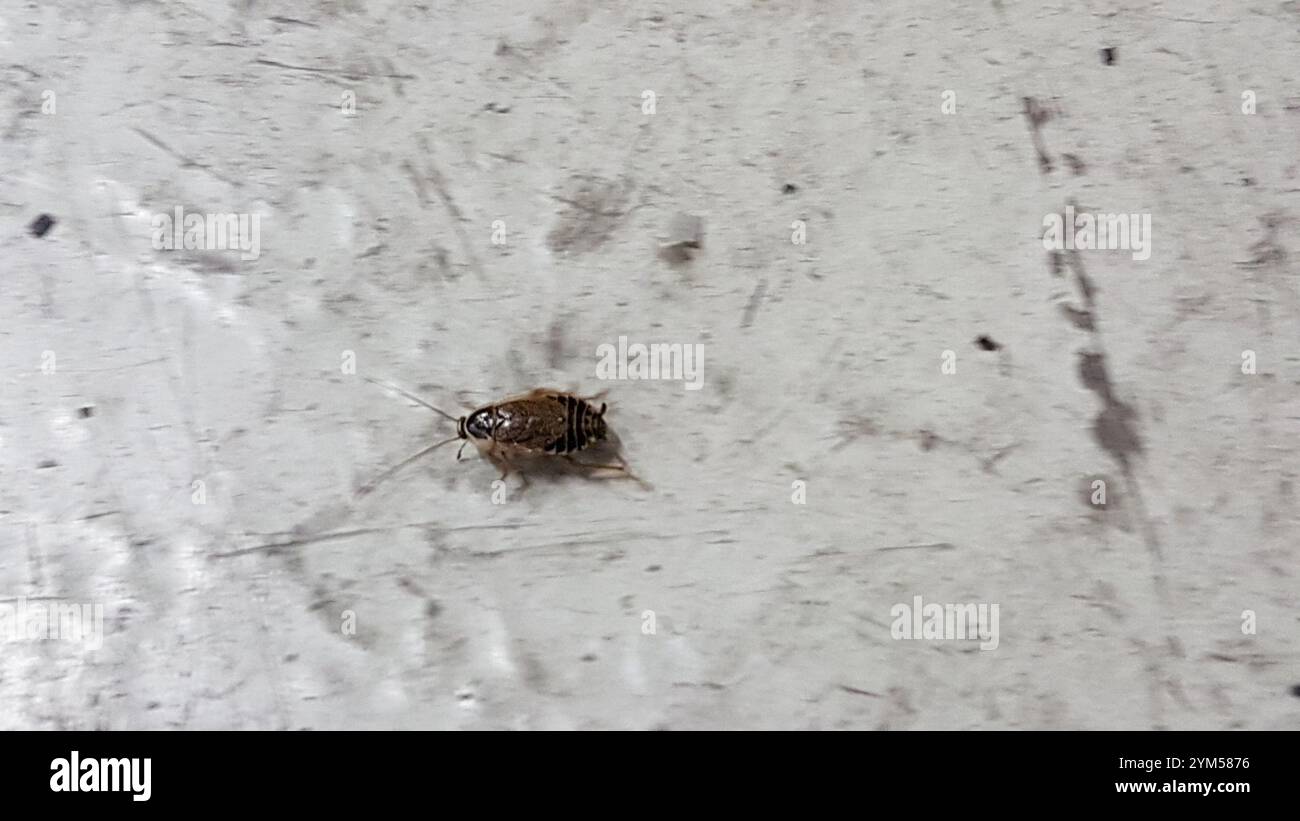 Forest Cockroach (Ectobius sylvestris Stock Photo - Alamy