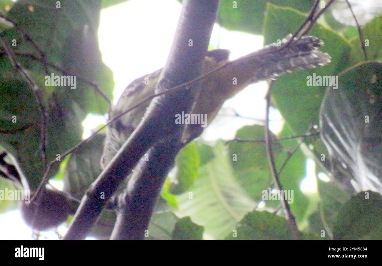Typical antbirds hi-res stock photography and images - Alamy