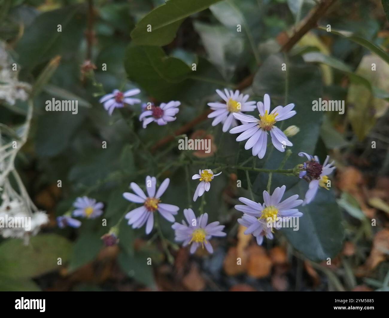 wavy-leaf aster (Symphyotrichum undulatum Stock Photo - Alamy