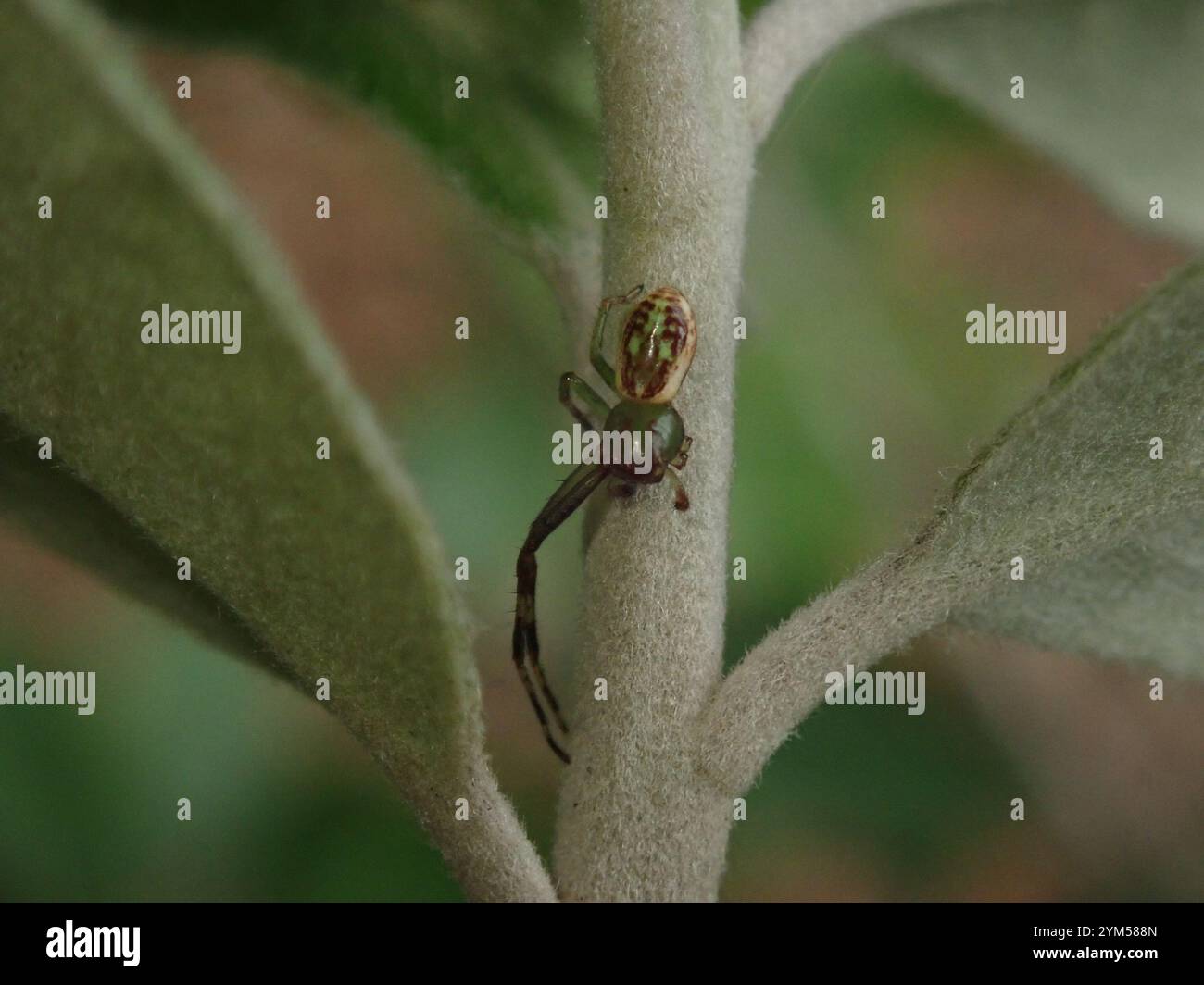 Flower Spiders (Diaea Stock Photo - Alamy