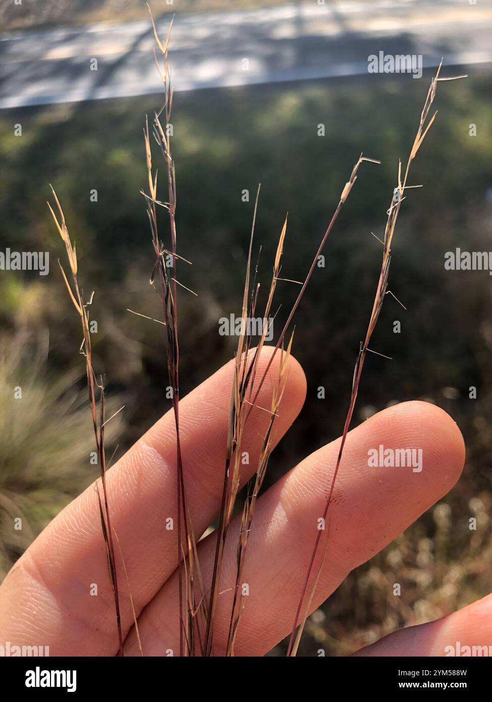 Slim-spike Three-awn Grass (Aristida longespica longespica Stock Photo ...