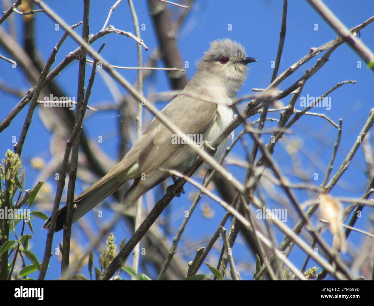 Ash-colored Cuckoo (Coccycua cinerea Stock Photo - Alamy