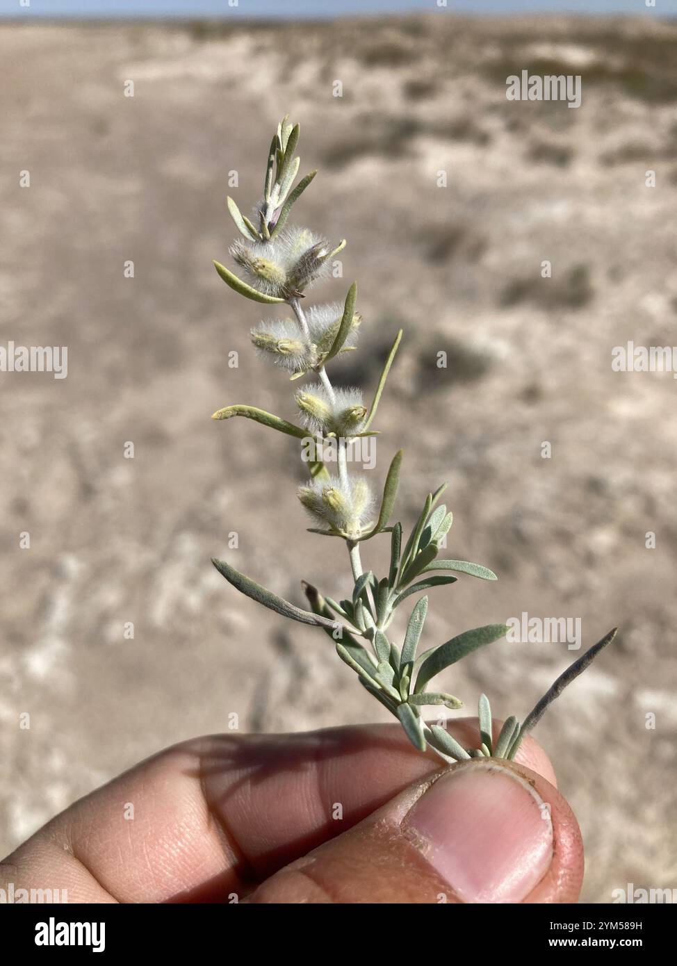 Frosted Mint (Poliomintha incana Stock Photo - Alamy