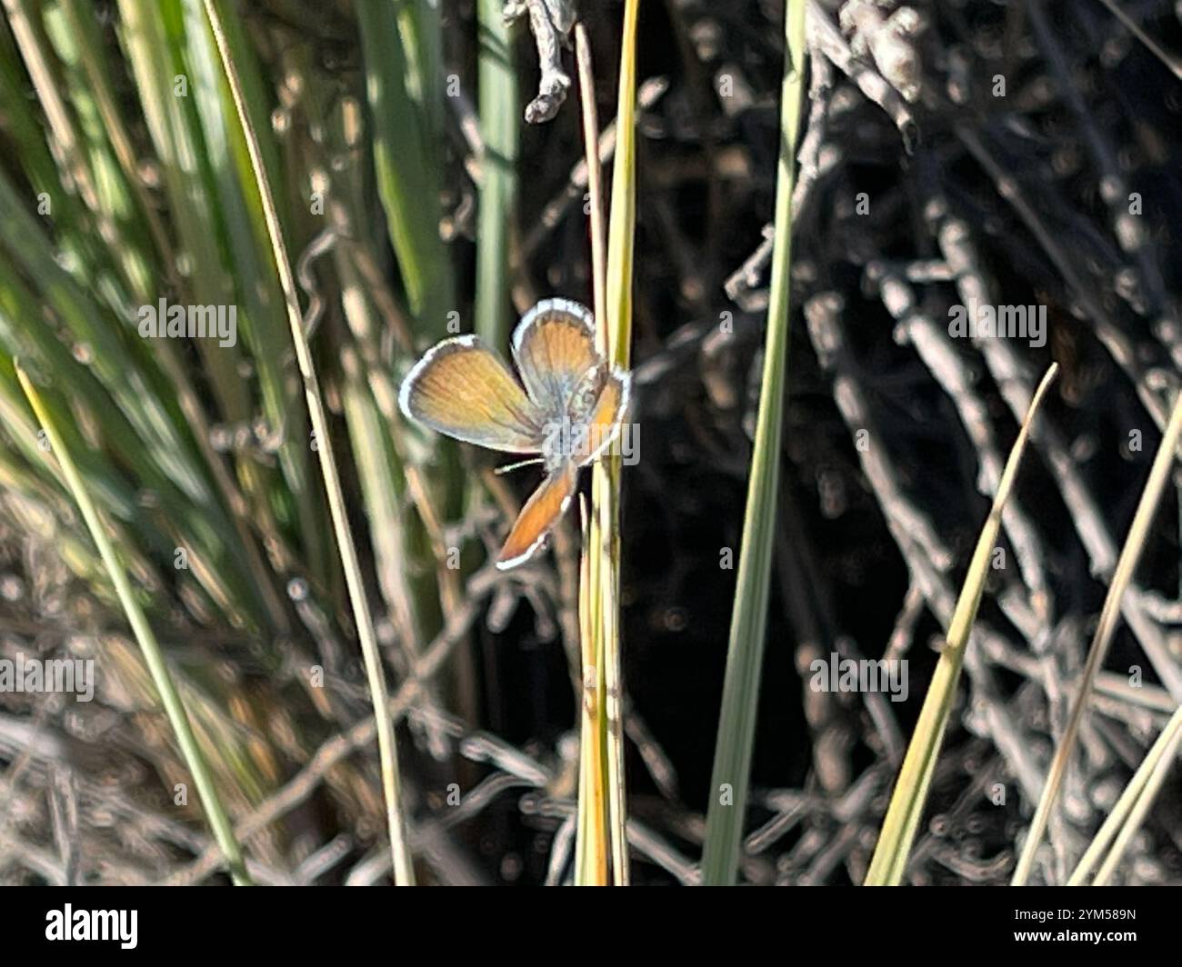Western Pygmy-Blue (Brephidium exilis Stock Photo - Alamy
