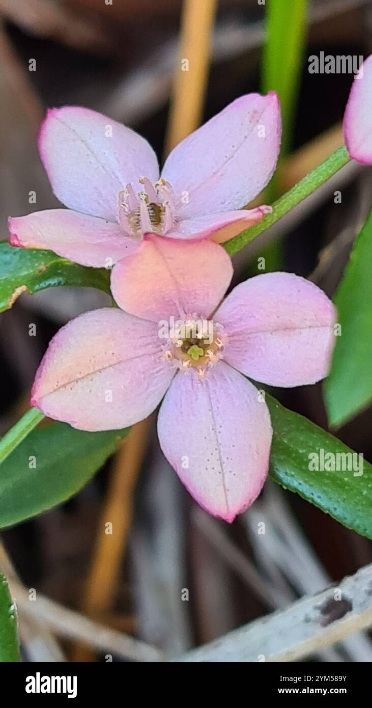 milkwort boronia (Cyanothamnus polygalifolius Stock Photo - Alamy