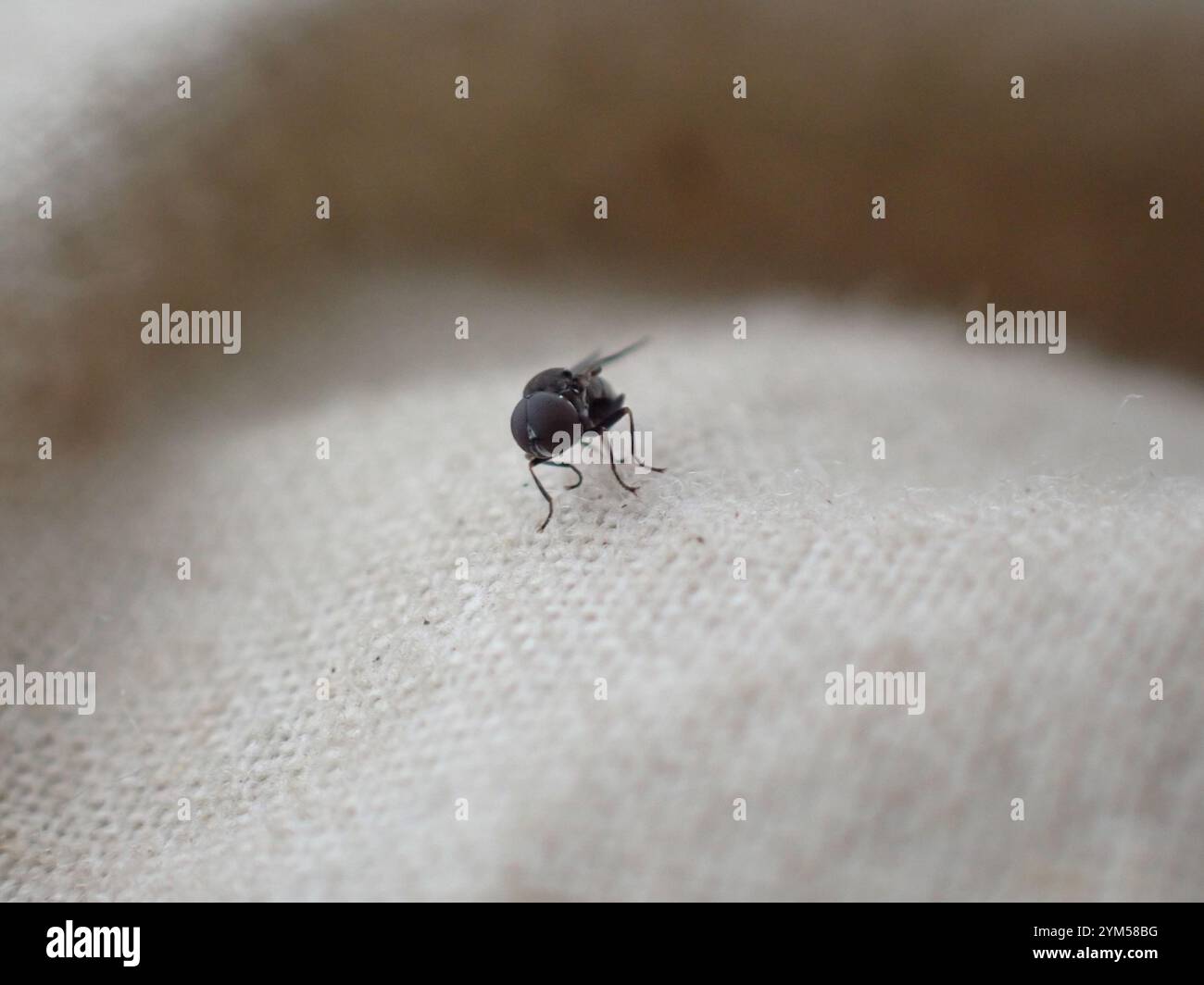 Big-headed Flies (Pipunculidae Stock Photo - Alamy