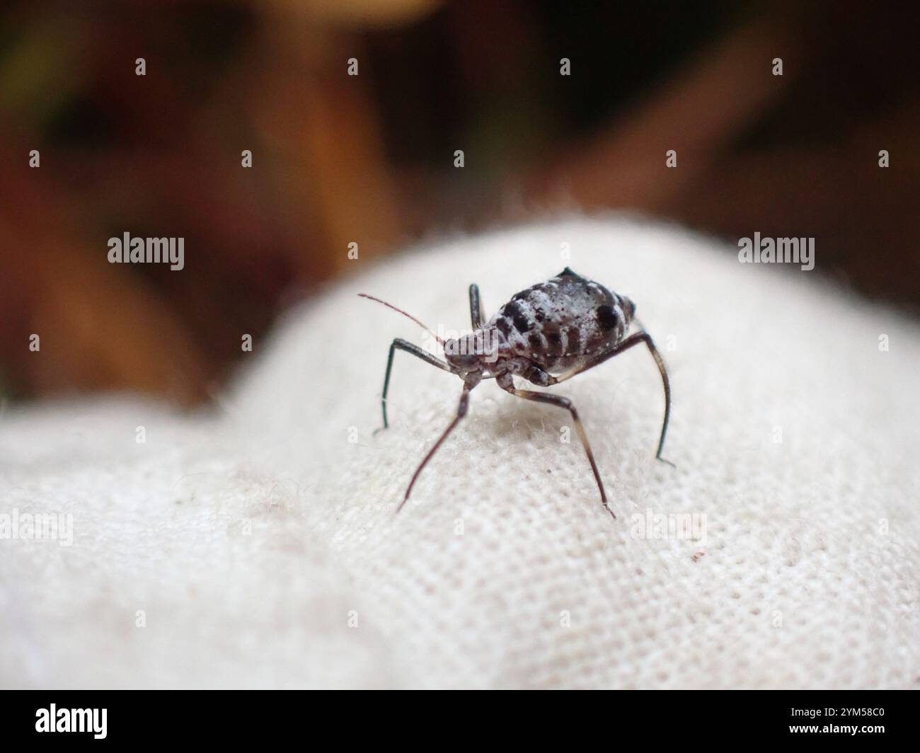 Giant Conifer Aphids (Cinara Stock Photo - Alamy