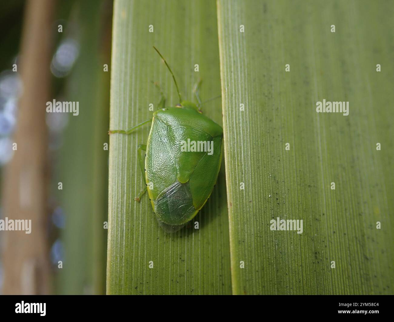 New Zealand Vegetable Bug (Glaucias amyoti Stock Photo - Alamy