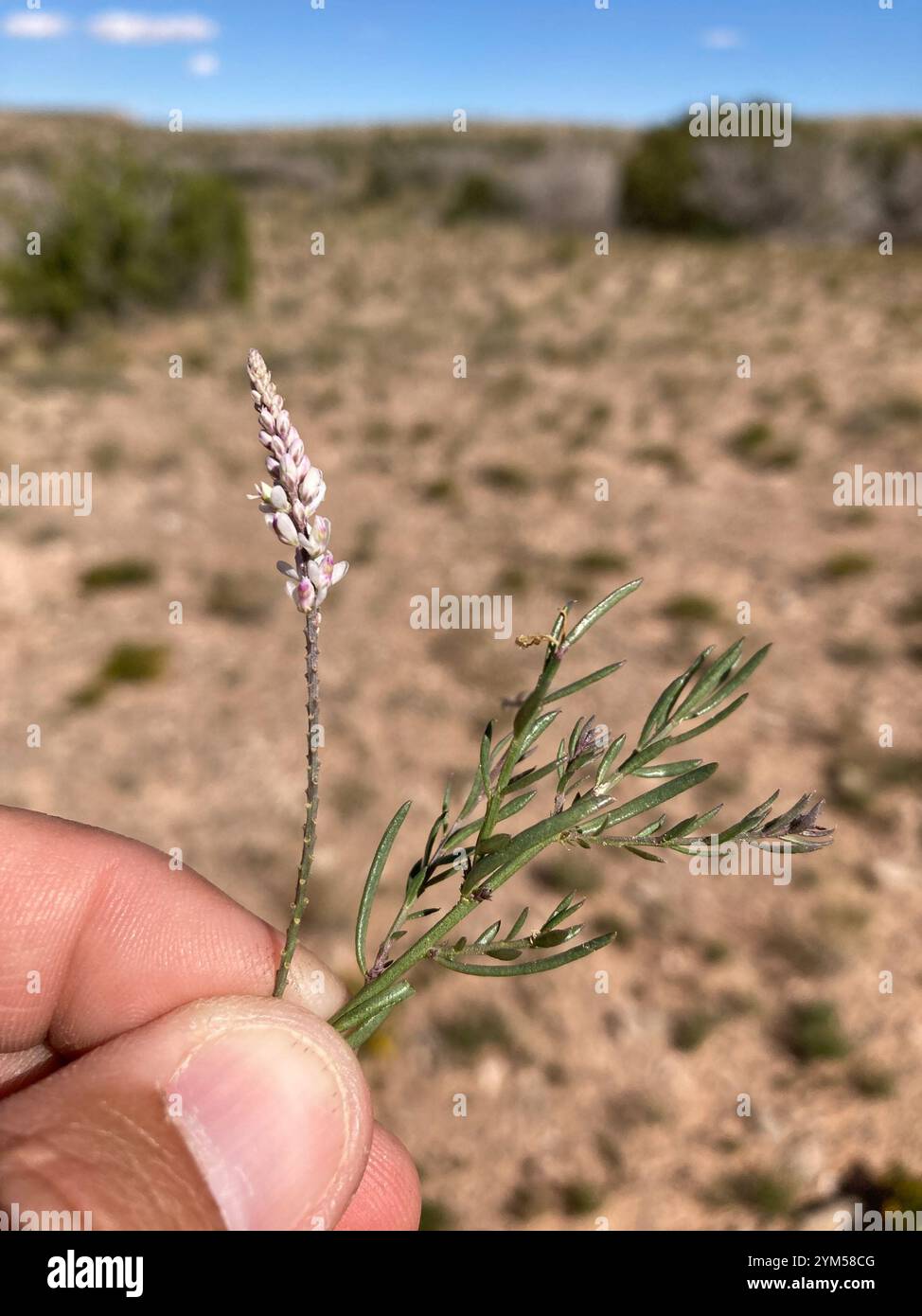 white milkwort (Polygala alba Stock Photo - Alamy
