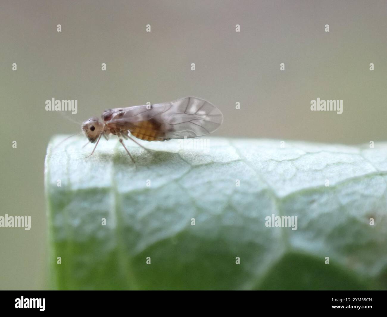 Barklice, Booklice, and Parasitic Lice (Psocodea Stock Photo - Alamy