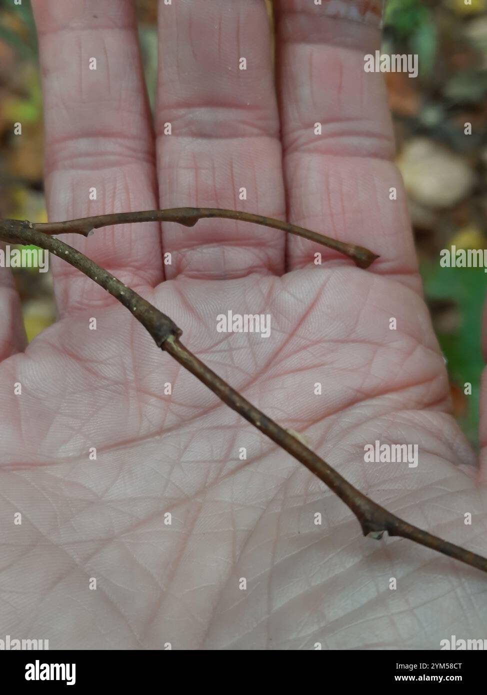 eastern leatherwood (Dirca palustris Stock Photo - Alamy