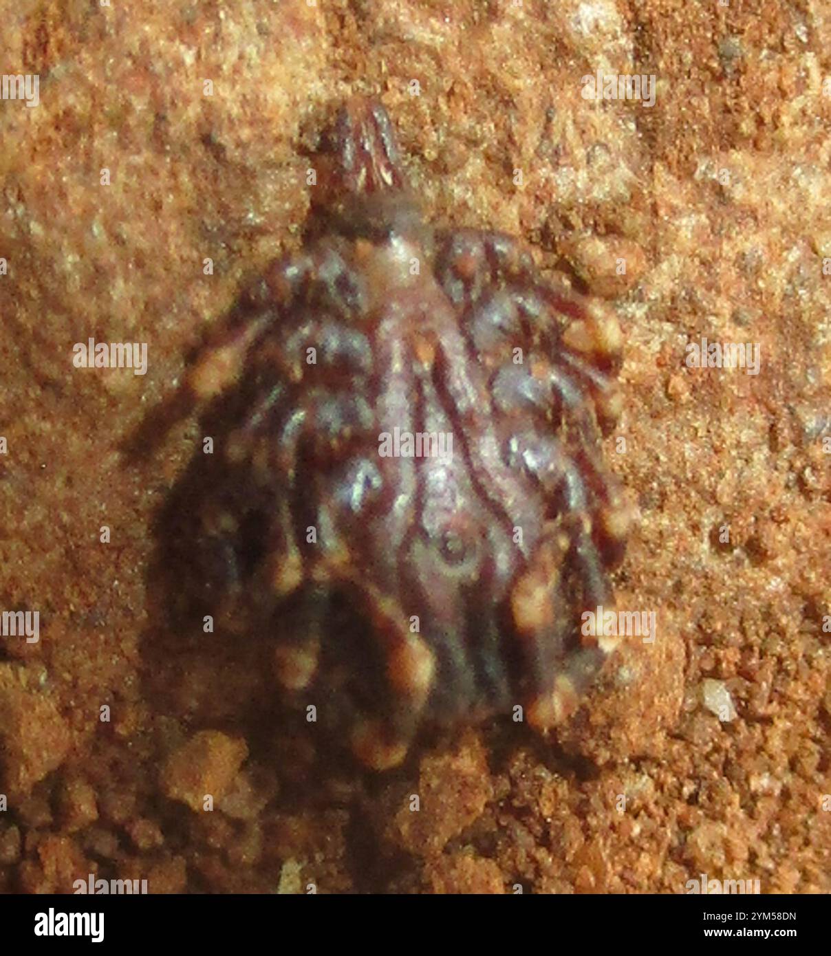 Hyalomma hi-res stock photography and images - Alamy