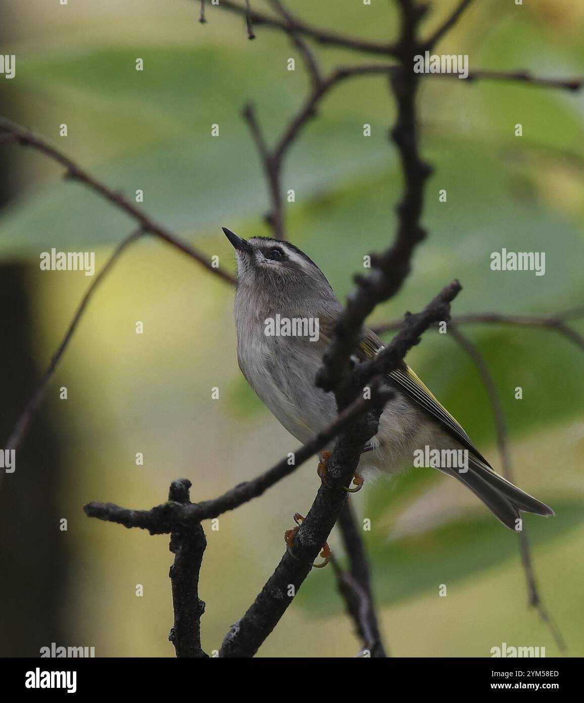 Golden-crowned Kinglet (Regulus satrapa Stock Photo - Alamy