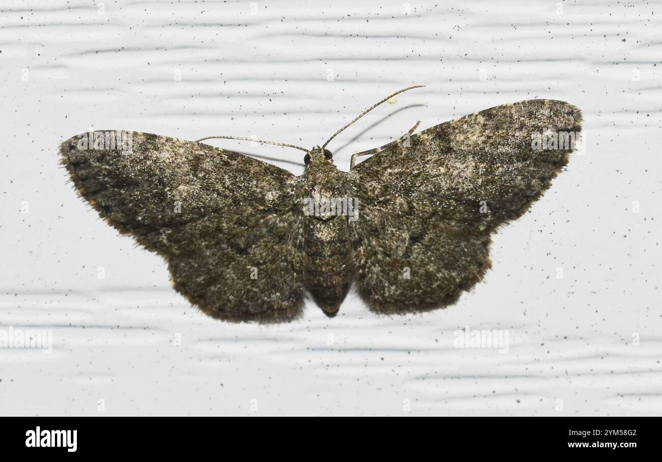 Texas Gray (Glenoides texanaria Stock Photo - Alamy