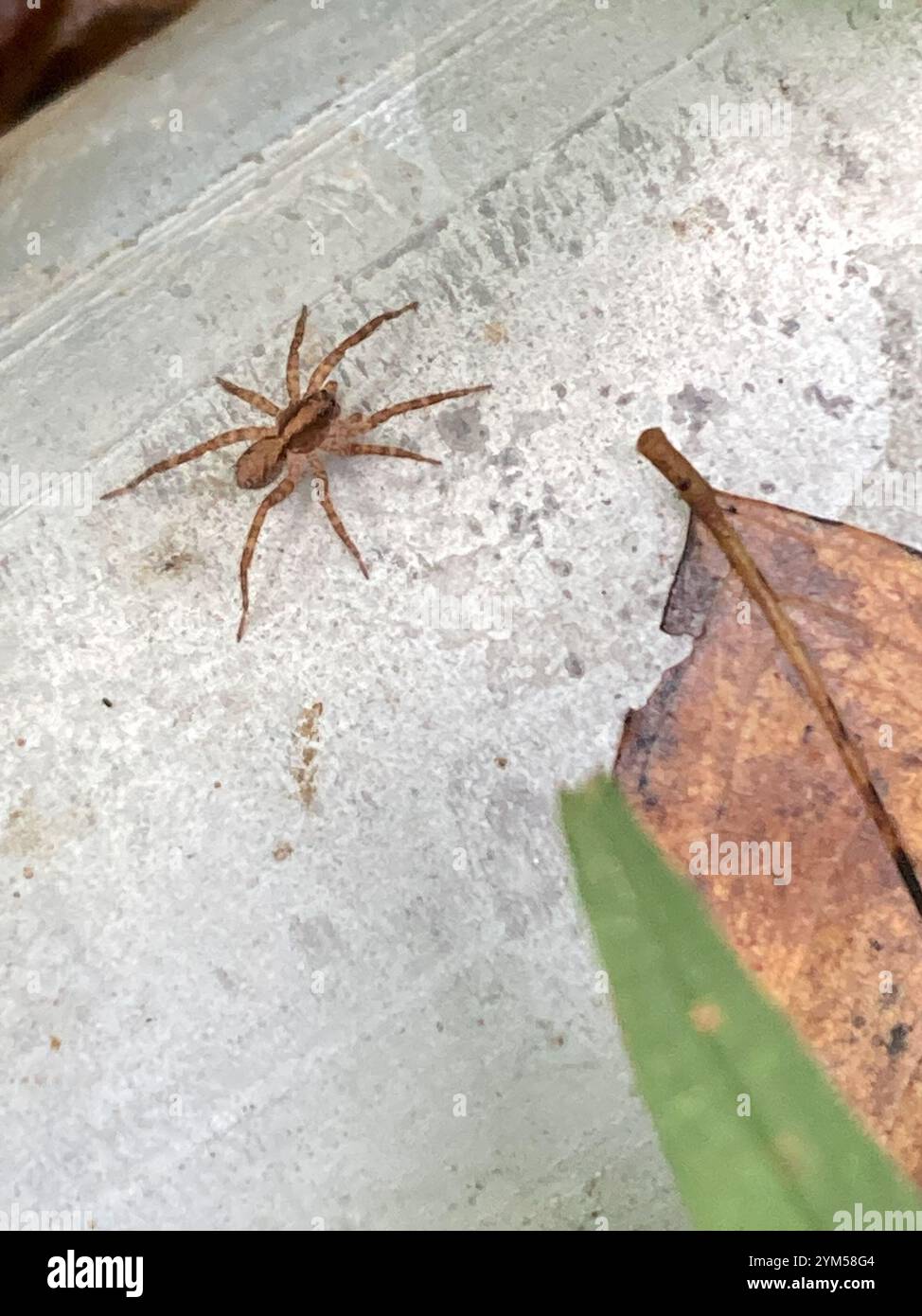 Thin-legged Wolf Spiders (Pardosa Stock Photo - Alamy