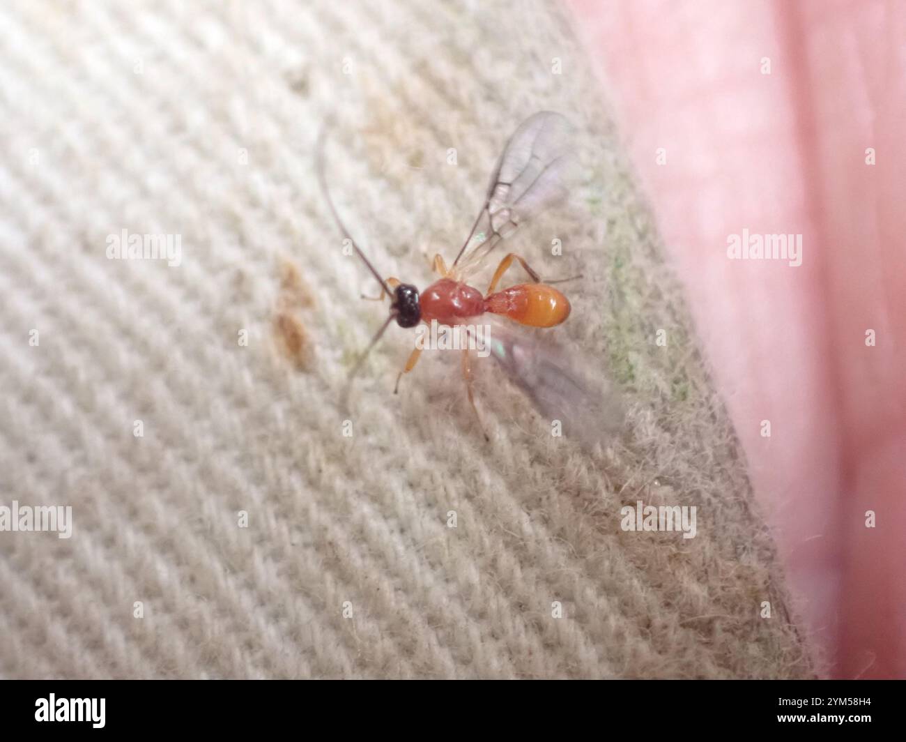 Braconid Wasps (Braconidae Stock Photo - Alamy