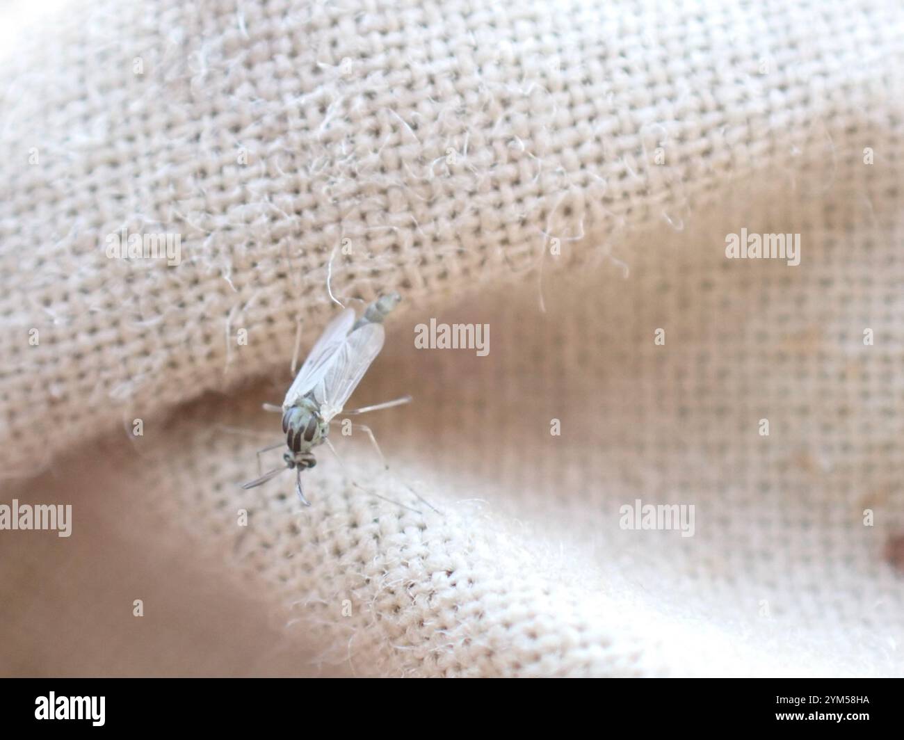 Non-biting Midges (Chironomidae Stock Photo - Alamy