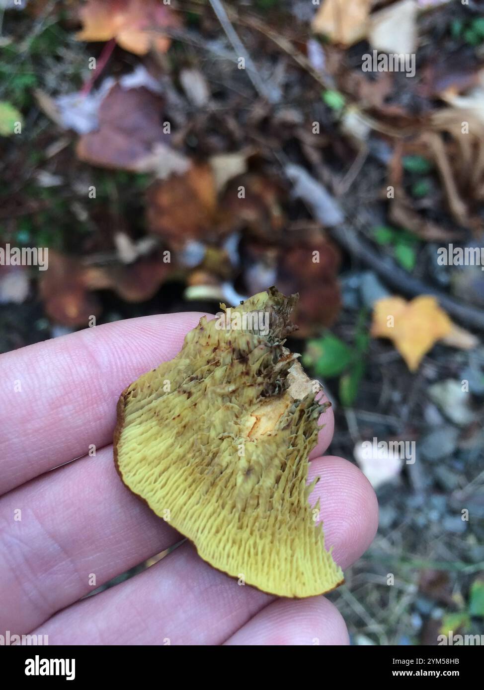 ash-tree bolete (Boletinellus merulioides Stock Photo - Alamy