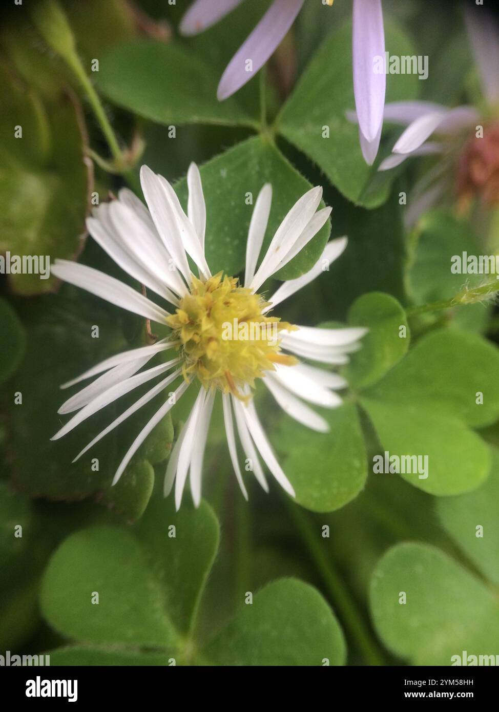 common panicled aster (Symphyotrichum lanceolatum lanceolatum Stock ...