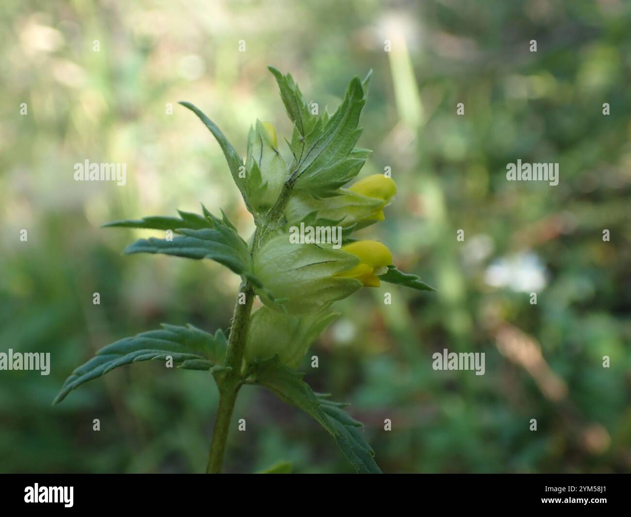 Little Yellow Rattle (Rhinanthus groenlandicus Stock Photo - Alamy