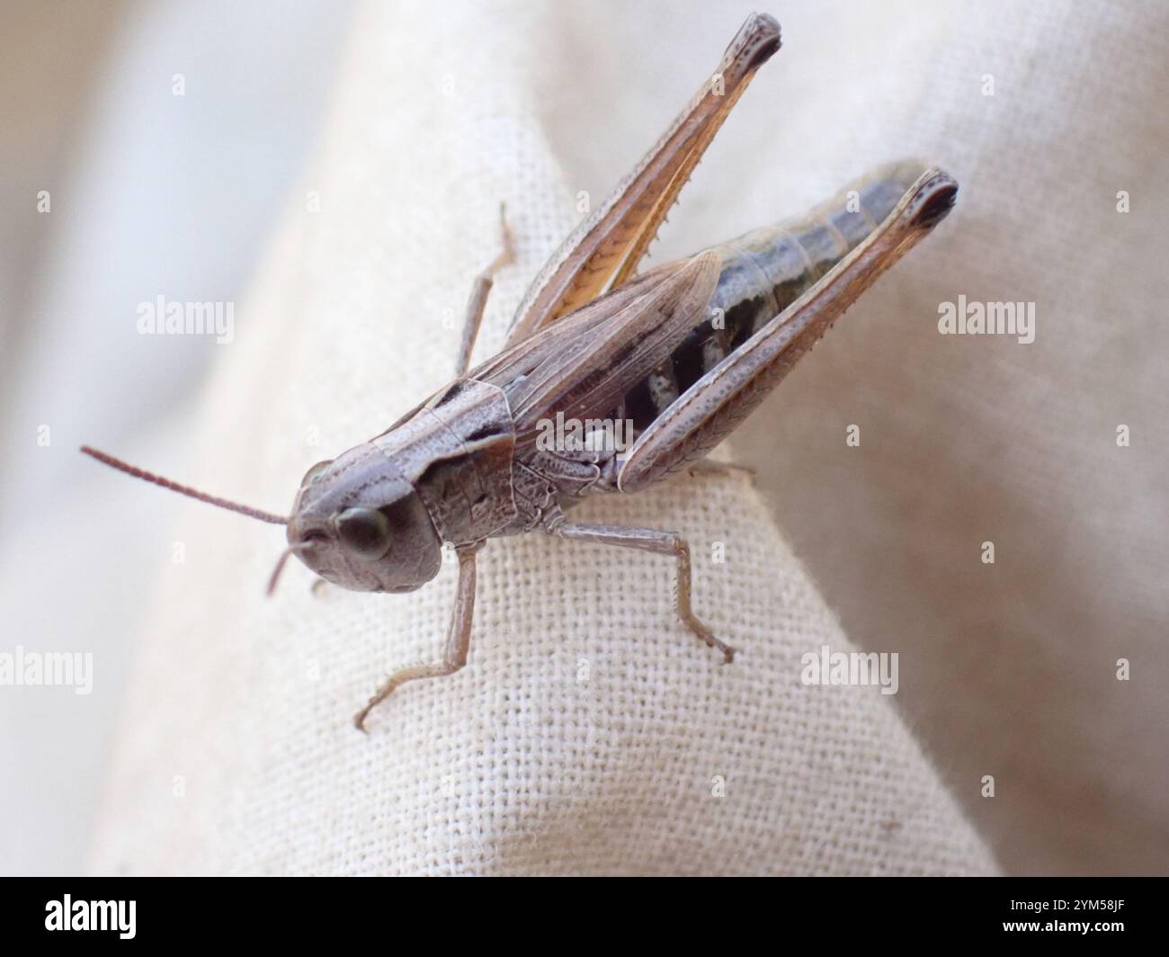 Marsh meadow grasshopper (Pseudochorthippus curtipennis Stock Photo - Alamy