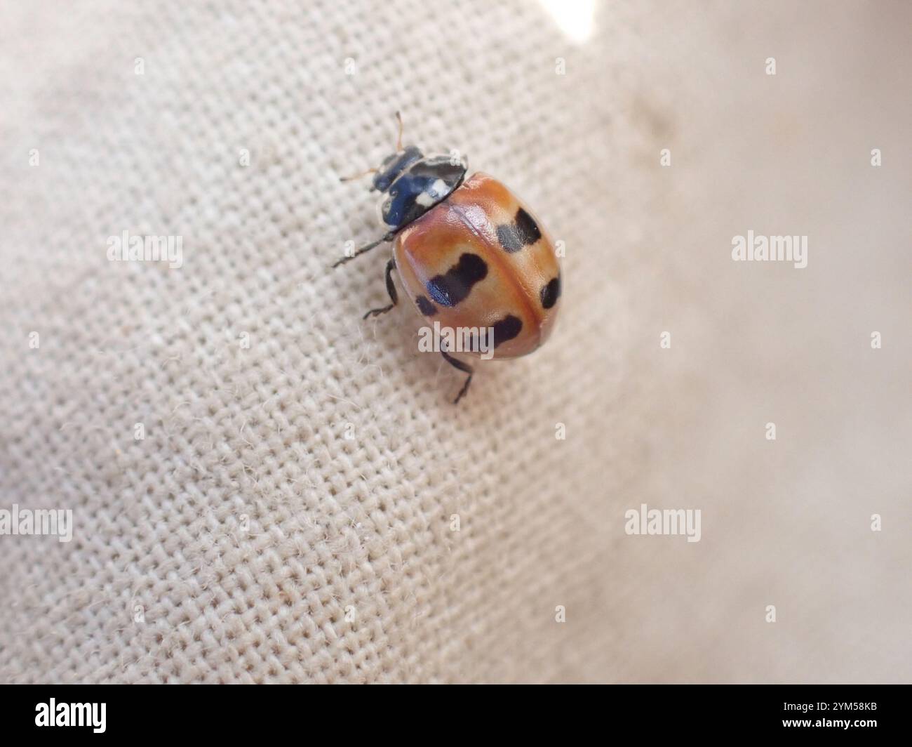 Two-spotted Lady Beetle (Adalia bipunctata Stock Photo - Alamy