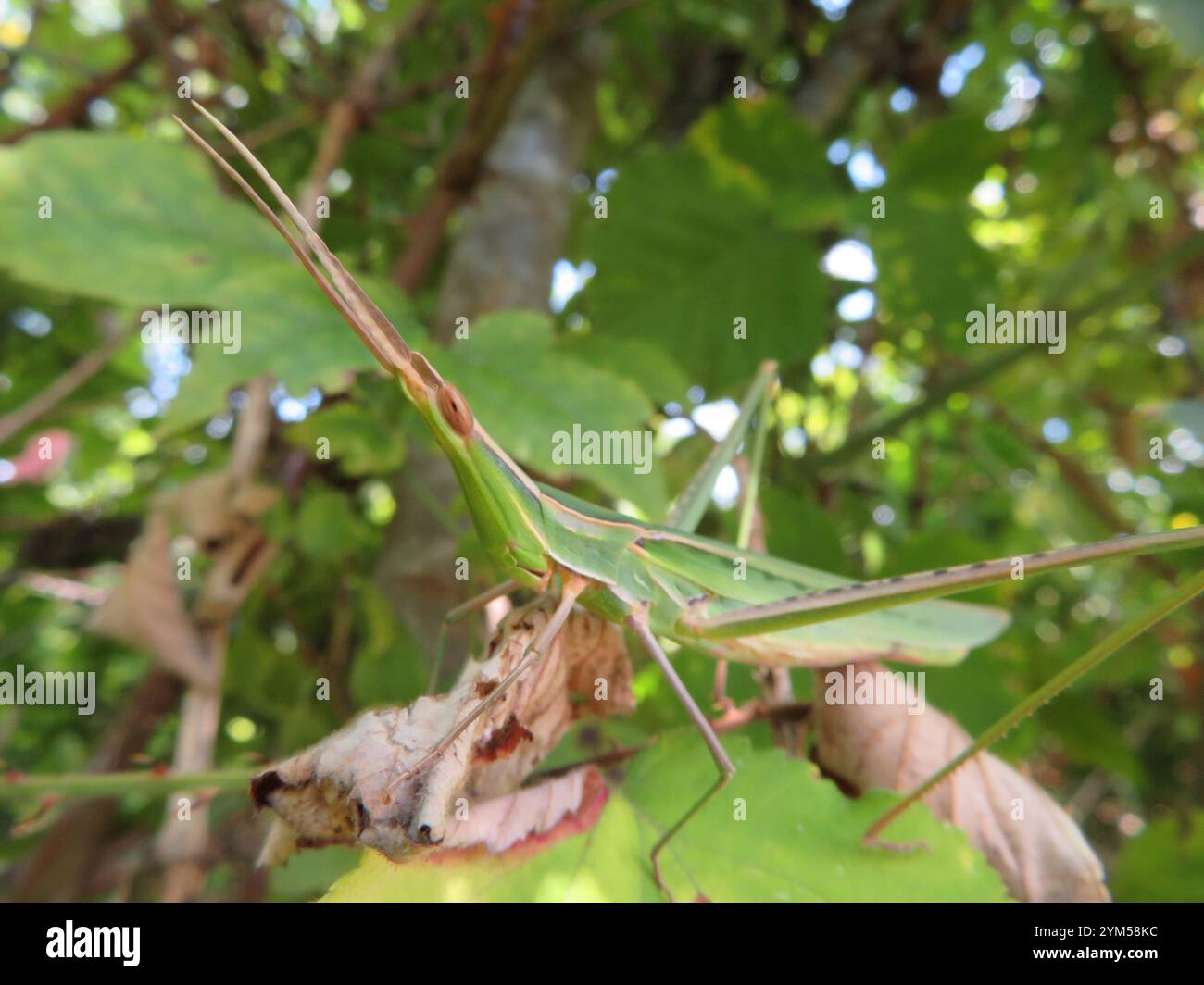 Mediterranean Slant-faced Grasshopper (Acrida ungarica Stock Photo - Alamy
