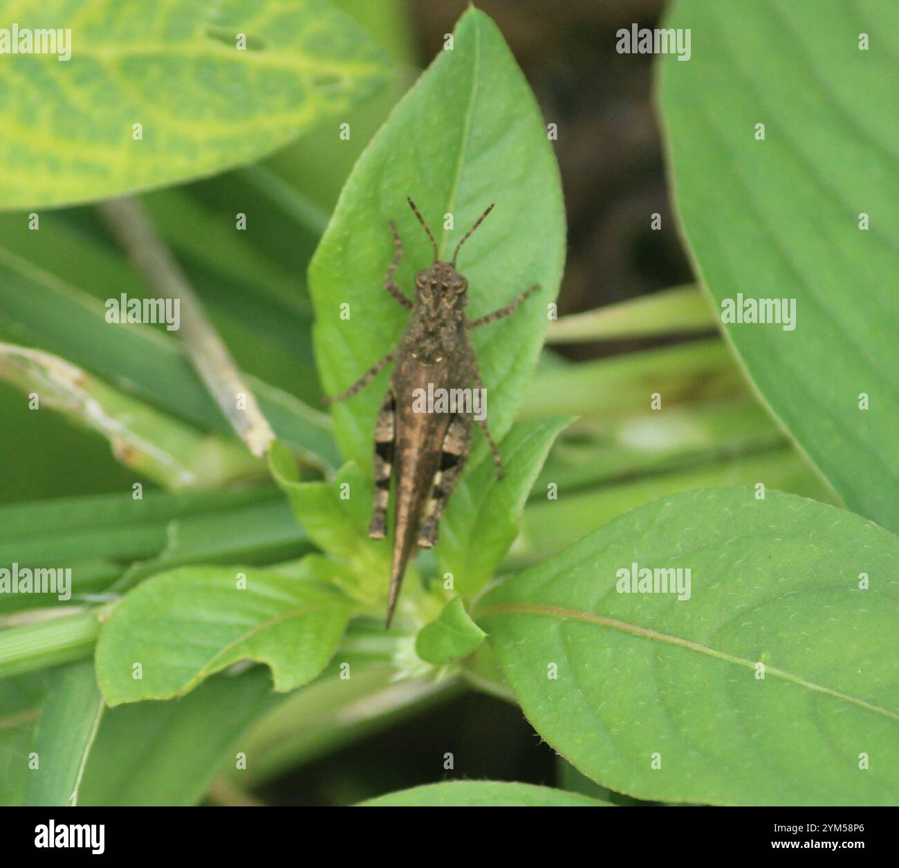 Carinate Locust (Trilophidia annulata Stock Photo - Alamy