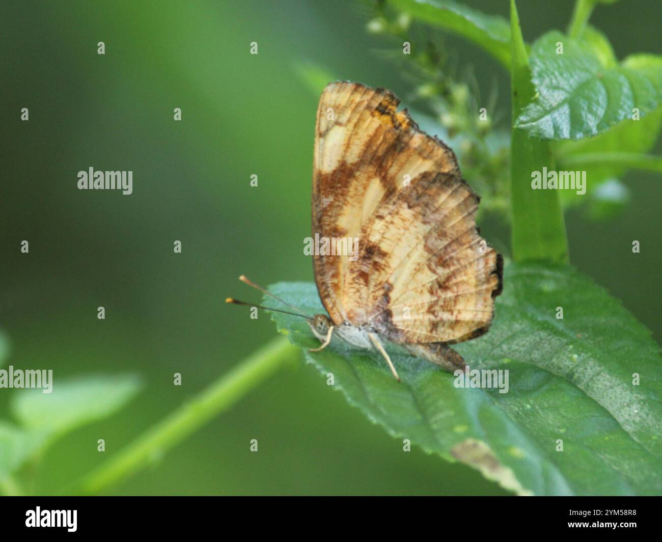 Common Lascar (Pantoporia hordonia Stock Photo - Alamy