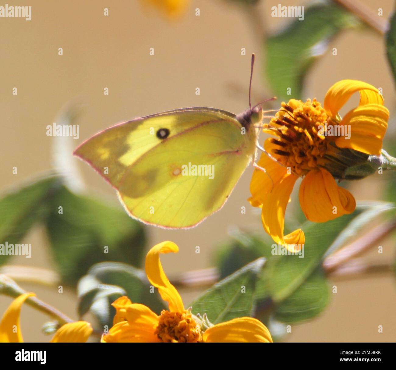 Southern Dogface (Zerene cesonia Stock Photo - Alamy