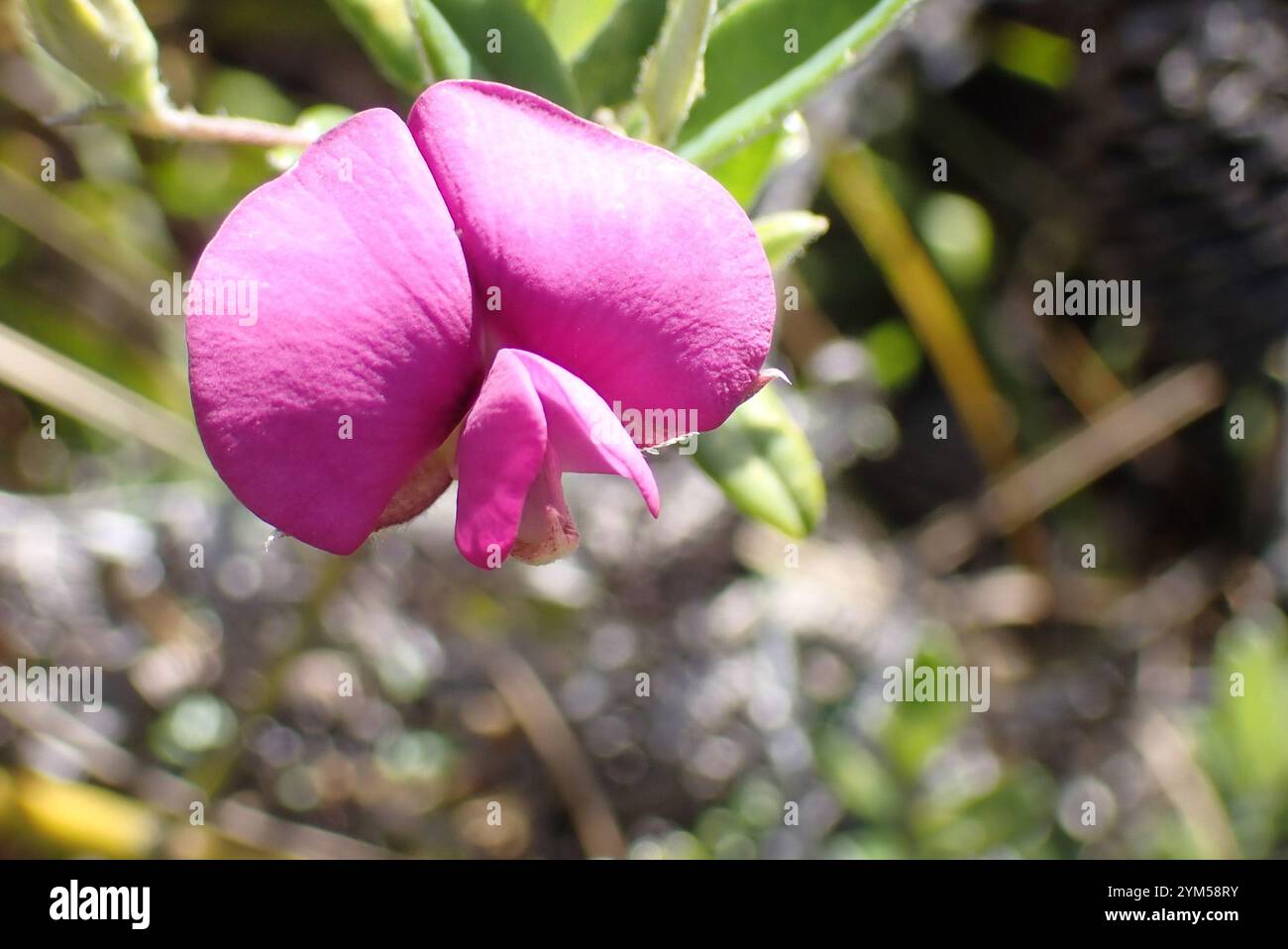 Box Capesweetpea (Podalyria buxifolia Stock Photo - Alamy
