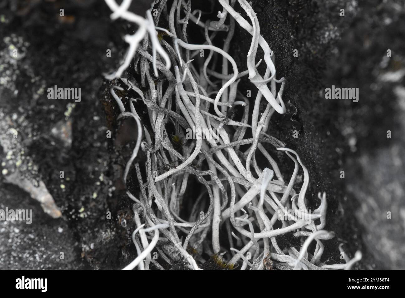 Whiteworm Lichen (Thamnolia vermicularis Stock Photo - Alamy