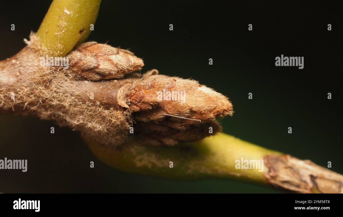 black oak (Quercus velutina Stock Photo - Alamy