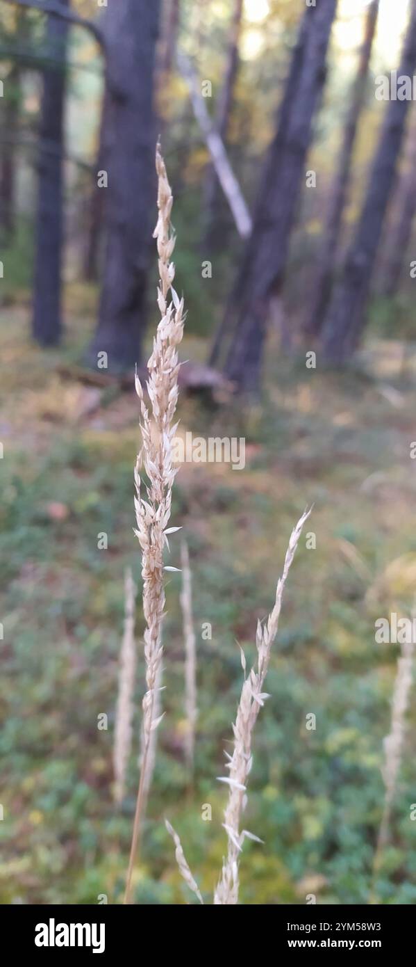 rough reedgrass (Calamagrostis arundinacea Stock Photo - Alamy