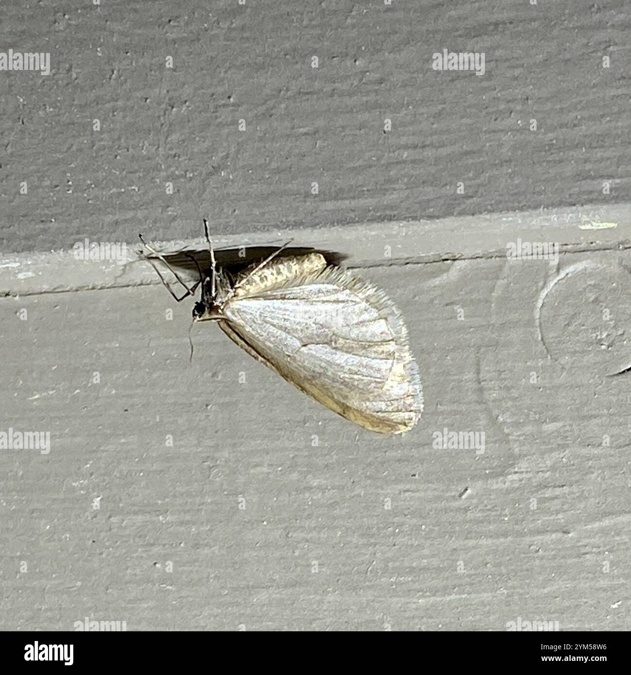 Bruce Spanworm Moth (Operophtera bruceata Stock Photo - Alamy
